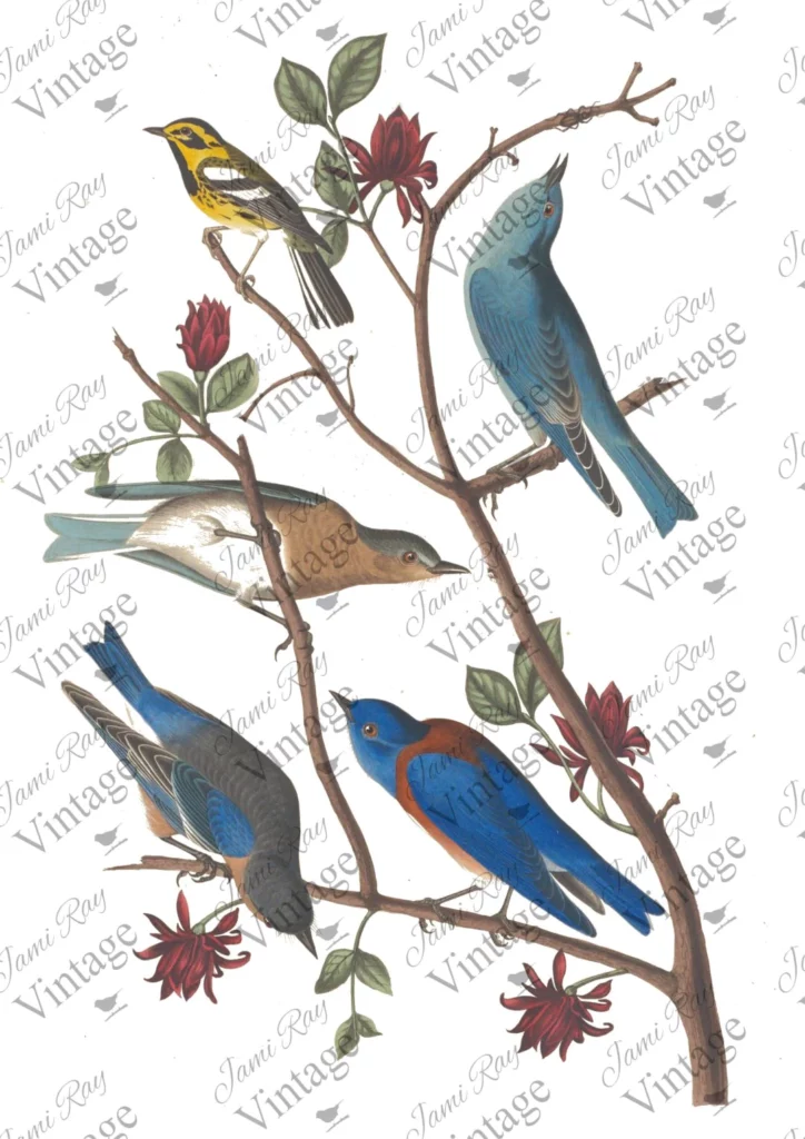 4 blue birds | jrv rice paper | A4 - Create Your Own Cozy