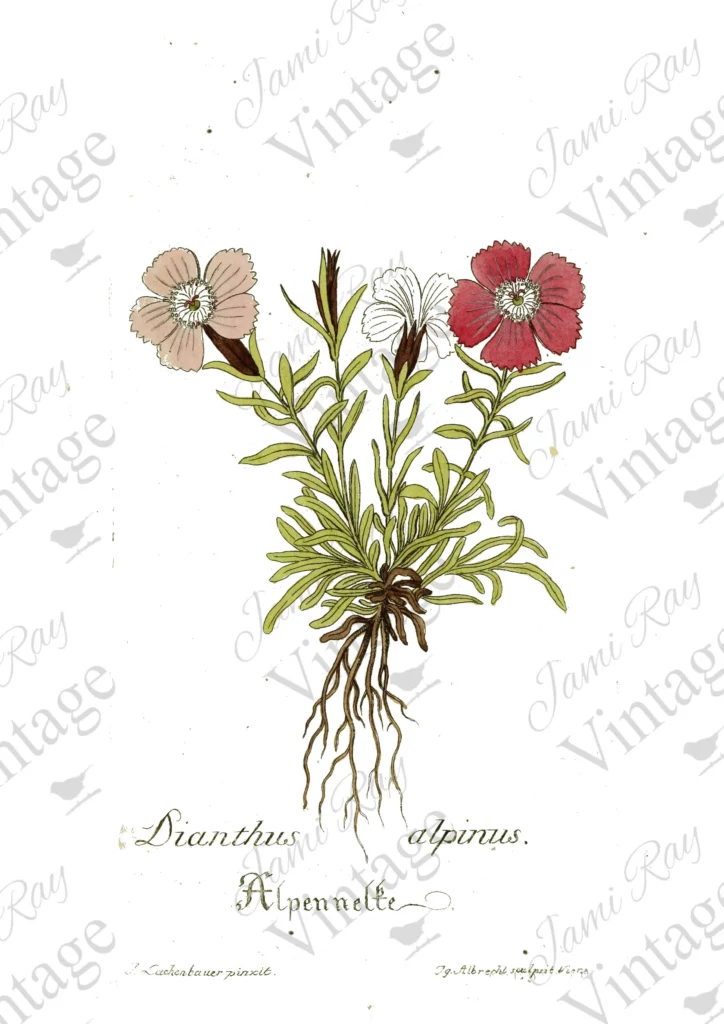 dianthus flower | jrv rice paper | A4 - Create Your Own Cozy